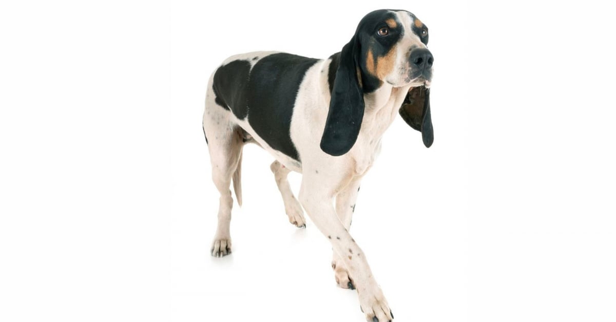 Chien courant suisse : caractère, santé, alimentation, prix et entretien