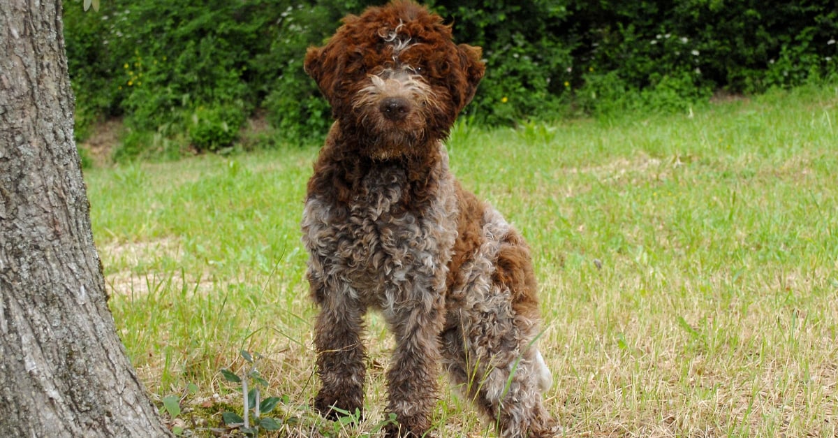 Chien d'eau romagnol : caractère, santé, alimentation, prix et entretien
