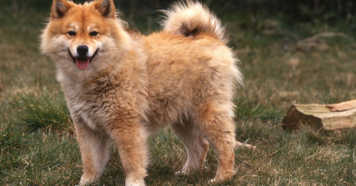 Chien Finnois de Laponie : caractère, santé, alimentation, prix et ...