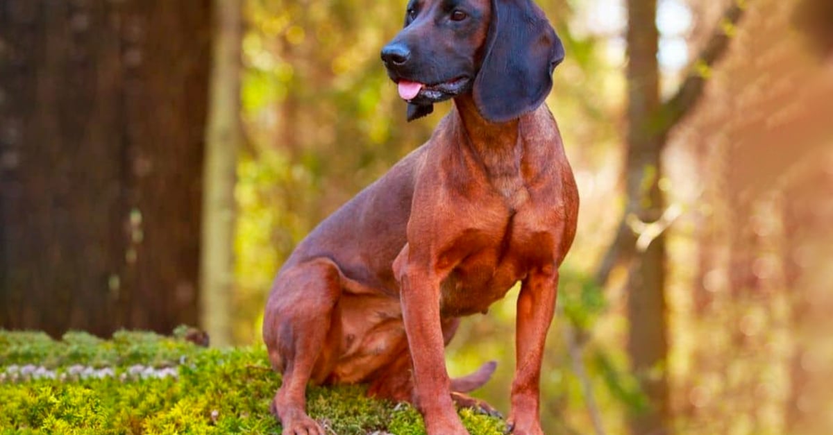 Chien rouge de Bavière : caractère, santé, alimentation, prix et entretien