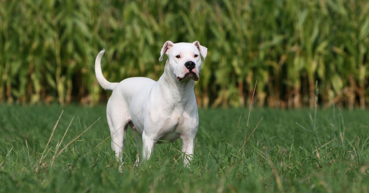 Dogue Argentin : caractère, santé, alimentation, prix et entretien