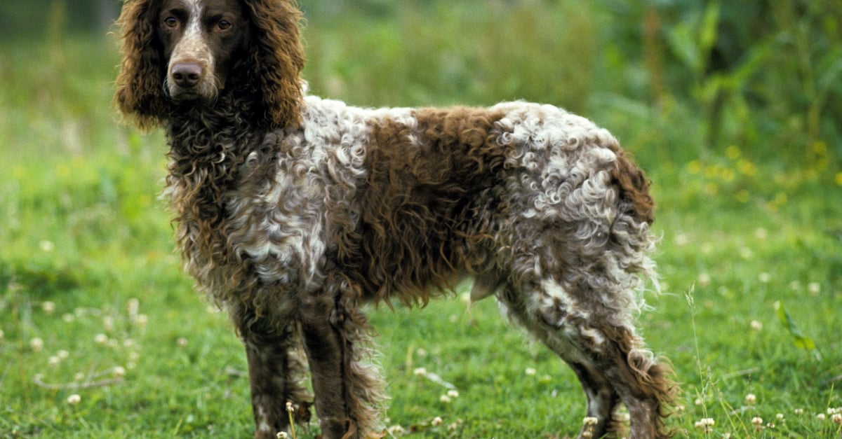 Epagneul de Pont-Audemer : caractère, santé, alimentation, prix et ...
