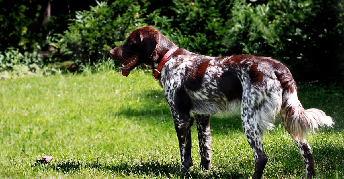 Epagneul Français : caractère, santé, alimentation, prix et entretien