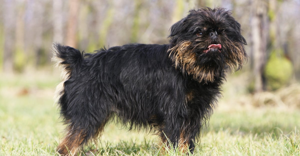 Griffon Belge : caractère, santé, alimentation, prix et entretien