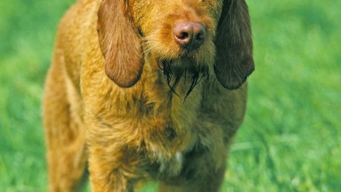 Are Griffon Fauve De Bretagne Hypoallergenic