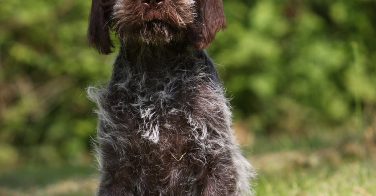 Griffon Korthals : caractère, santé, alimentation, prix et entretien