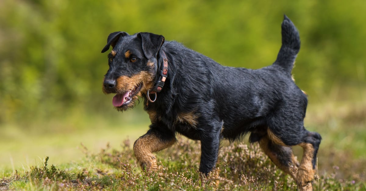 Jagdterrier : caractère, santé, alimentation, prix et entretien