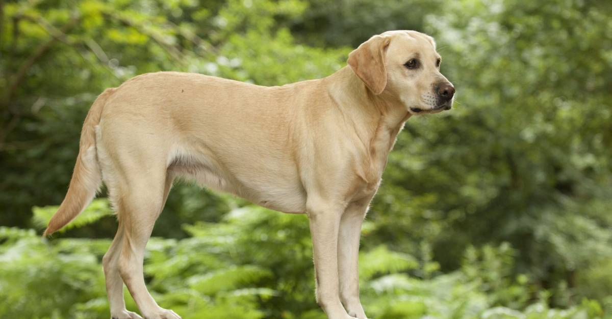 La Gravit Action Humour Photo De Labrador A Imprimer Discuter Urgence Responsable Du Jeu De Sport