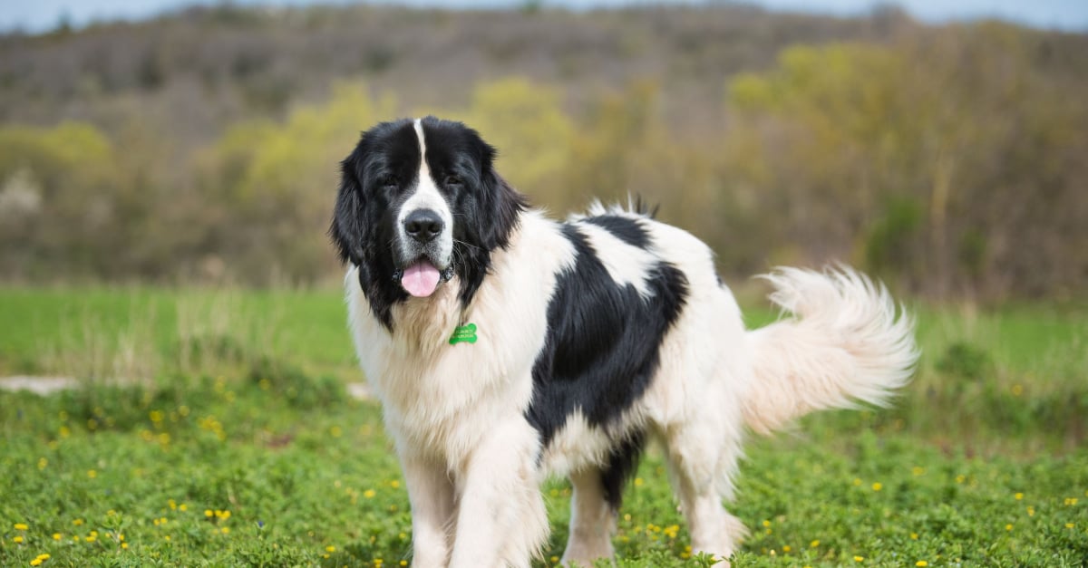 Landseer : caractère, santé, alimentation, prix et entretien