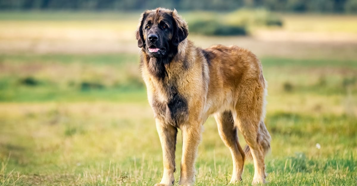 Leonberger : caractère, santé, alimentation, prix et entretien