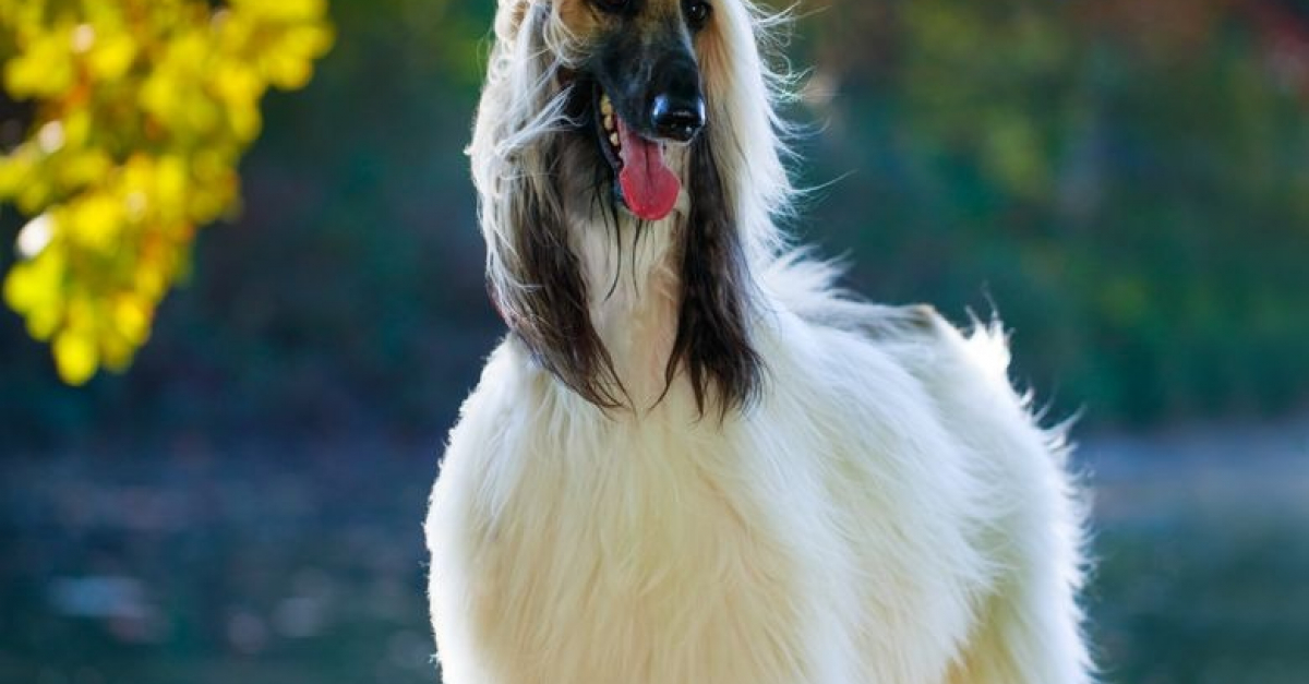 Assurance pour chien Lévrier Afghan - Woopets