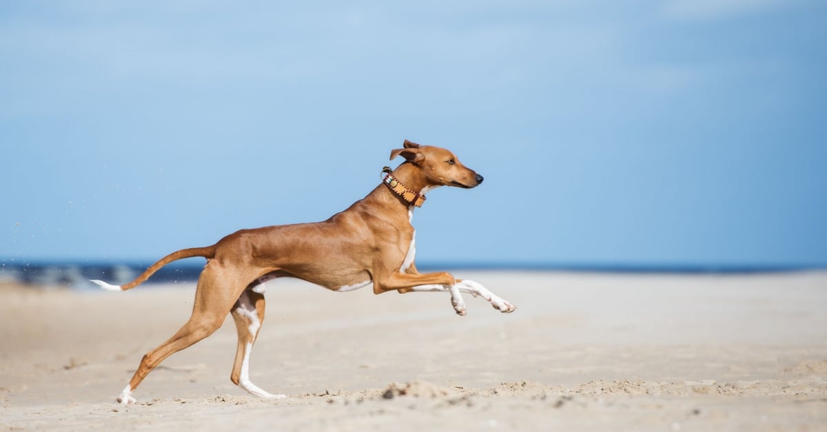 Lévrier Azawakh : caractère, santé, alimentation, prix et entretien