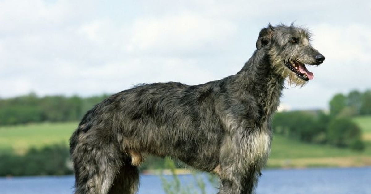 Photos Lévrier Écossais chiots et adultes - Woopets
