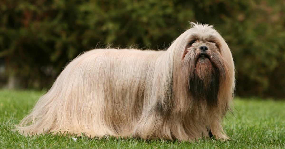 Lhassa Apso : caractère, santé, alimentation, prix et entretien