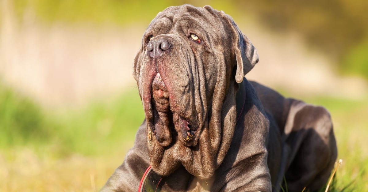 Mâtin de Naples : caractère, santé, alimentation, prix et entretien