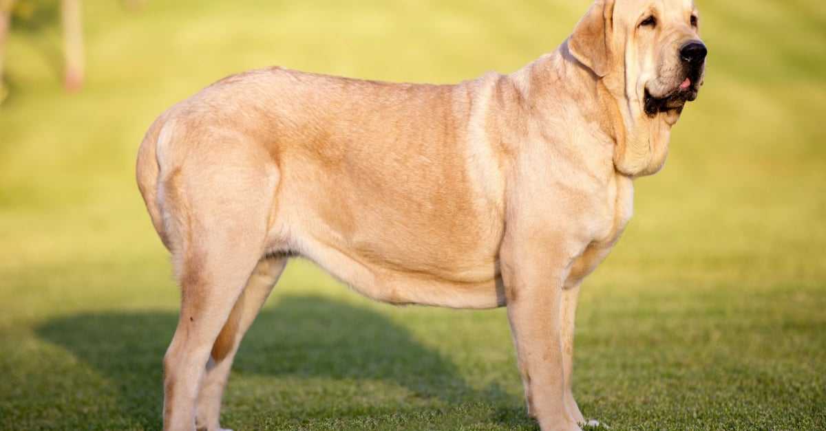 Mâtin Espagnol : caractère, santé, alimentation, prix et entretien