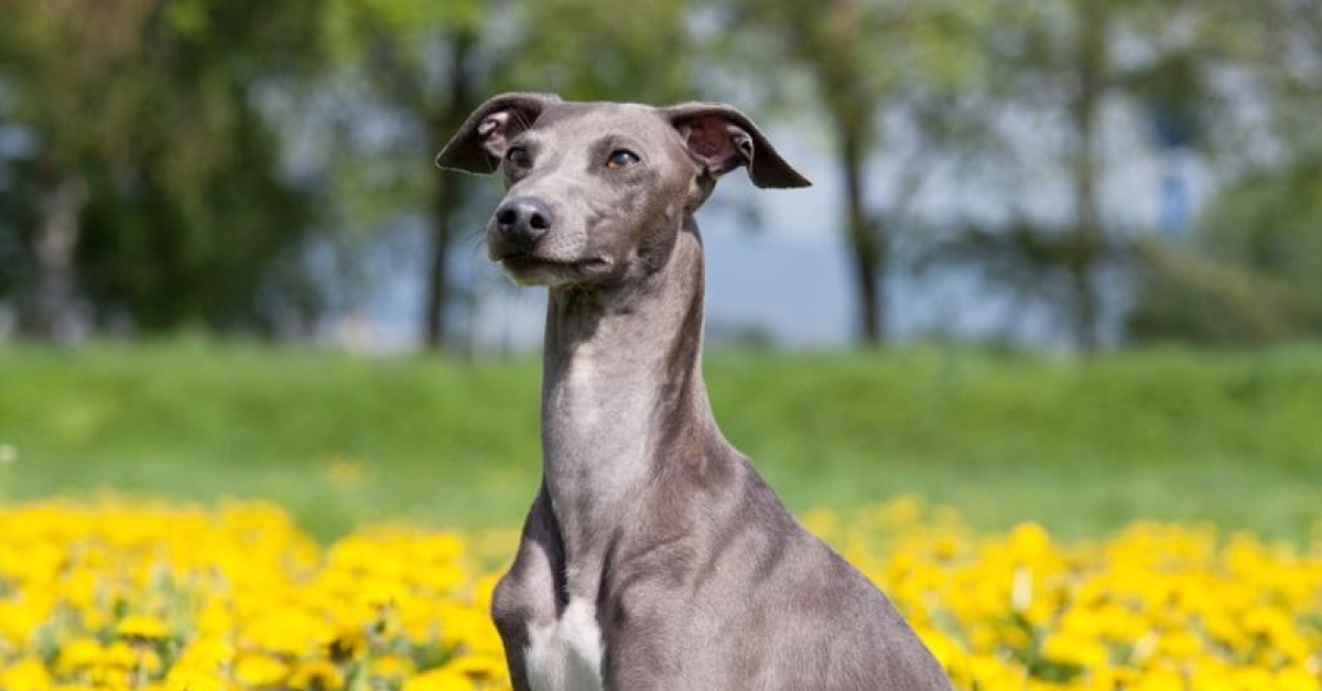 Photos Petit Lévrier Italien chiots et adultes - Woopets