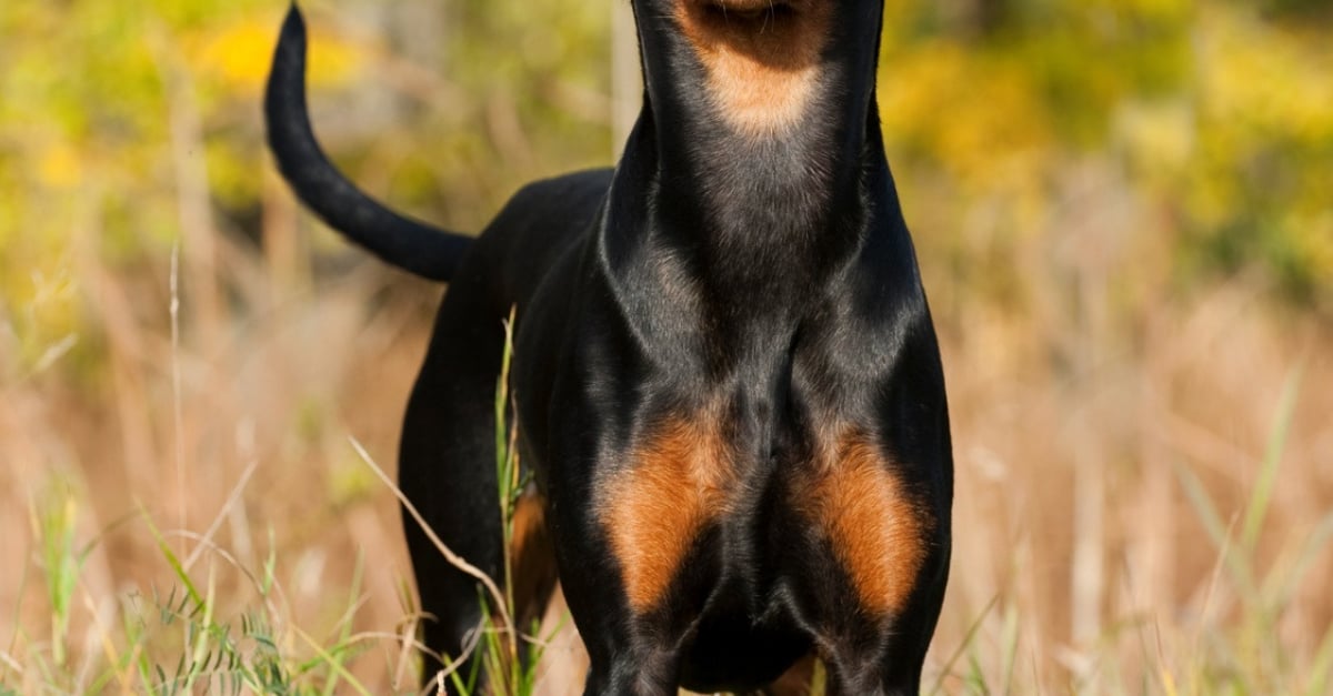 Photos Pinscher chiots et adultes - Woopets - Page 5