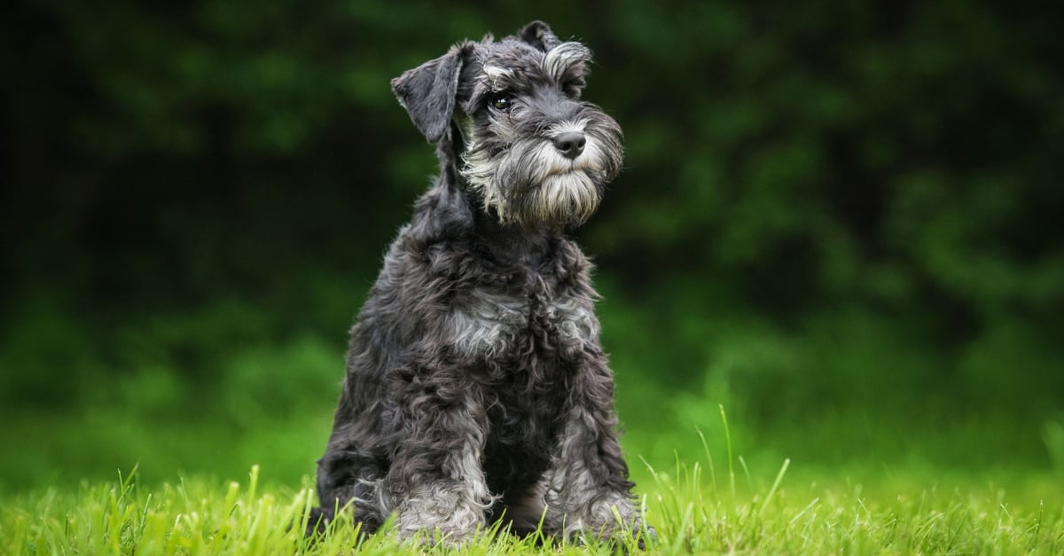 Schnauzer : caractère, santé, alimentation, prix et entretien