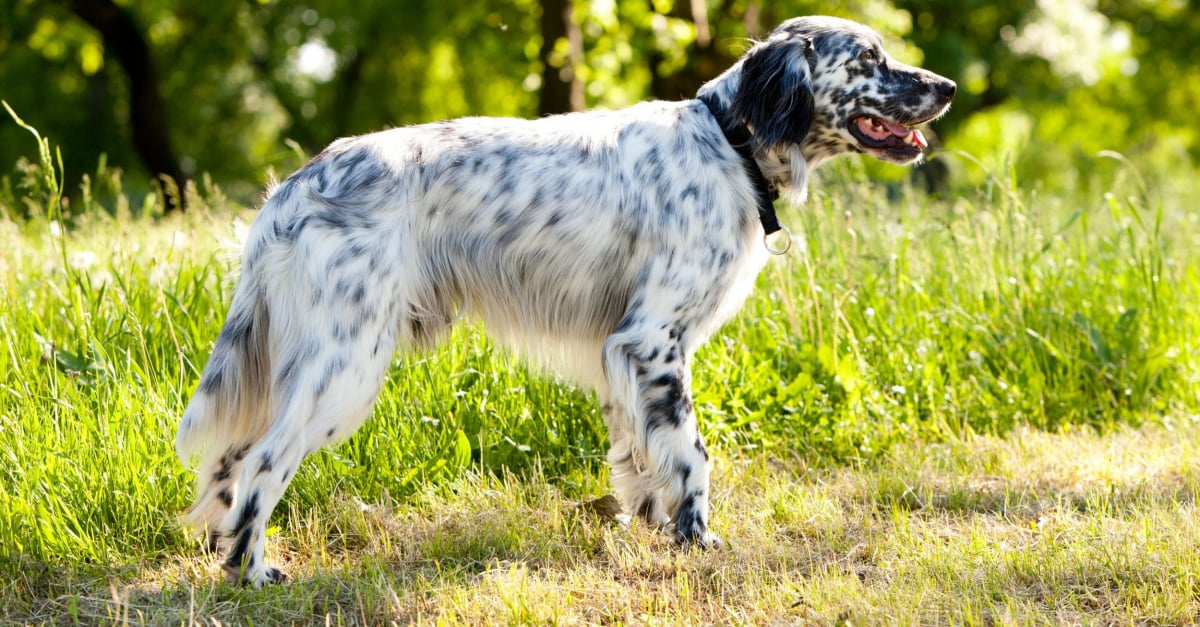 Setter Anglais : caractère, santé, alimentation, prix et entretien