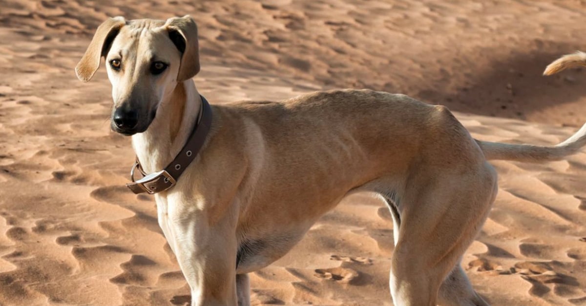 Photos Sloughi chiots et adultes - Woopets