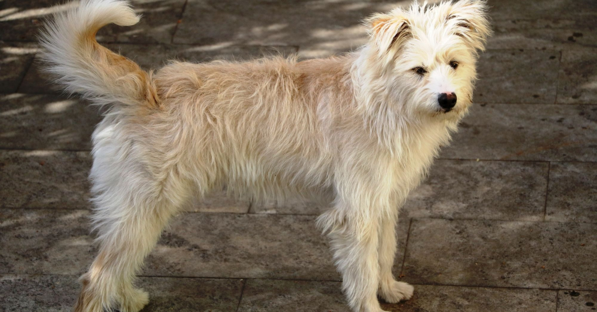 Smous des Pays-Bas : caractère, santé, alimentation, prix et entretien