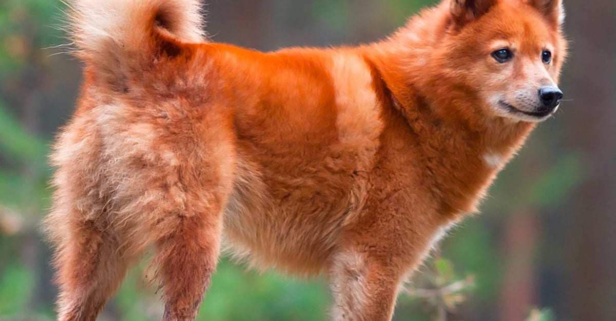 Photos Spitz Finlandais chiots - Woopets