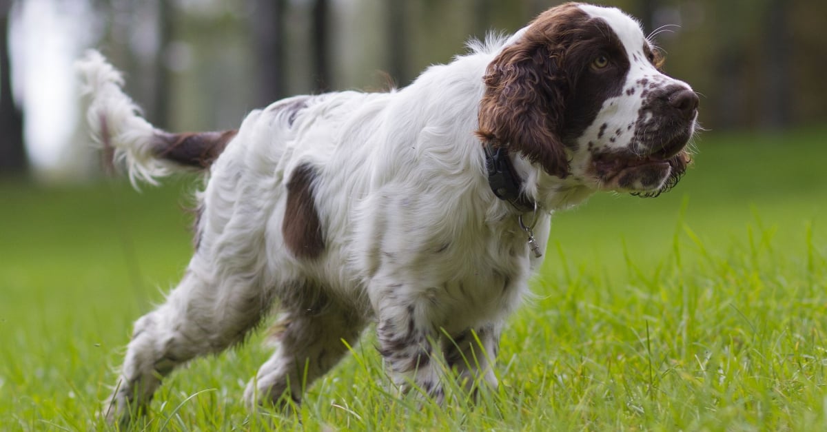 Springer Anglais : caractère, santé, alimentation, prix et entretien