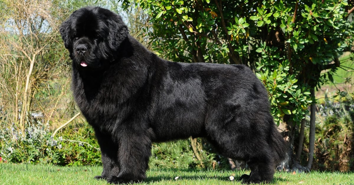 Qu’Est-Ce Que Le Terre-Neuve , Terre-Neuve : Top 10 des incontournables ...