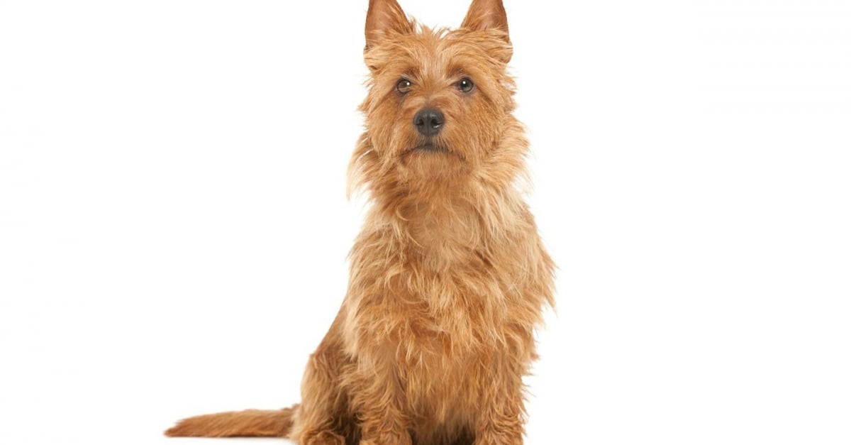 Terrier australien : caractère, santé, alimentation, prix et entretien