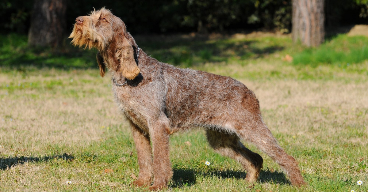 Spinone : caractère, santé, alimentation, prix et entretien