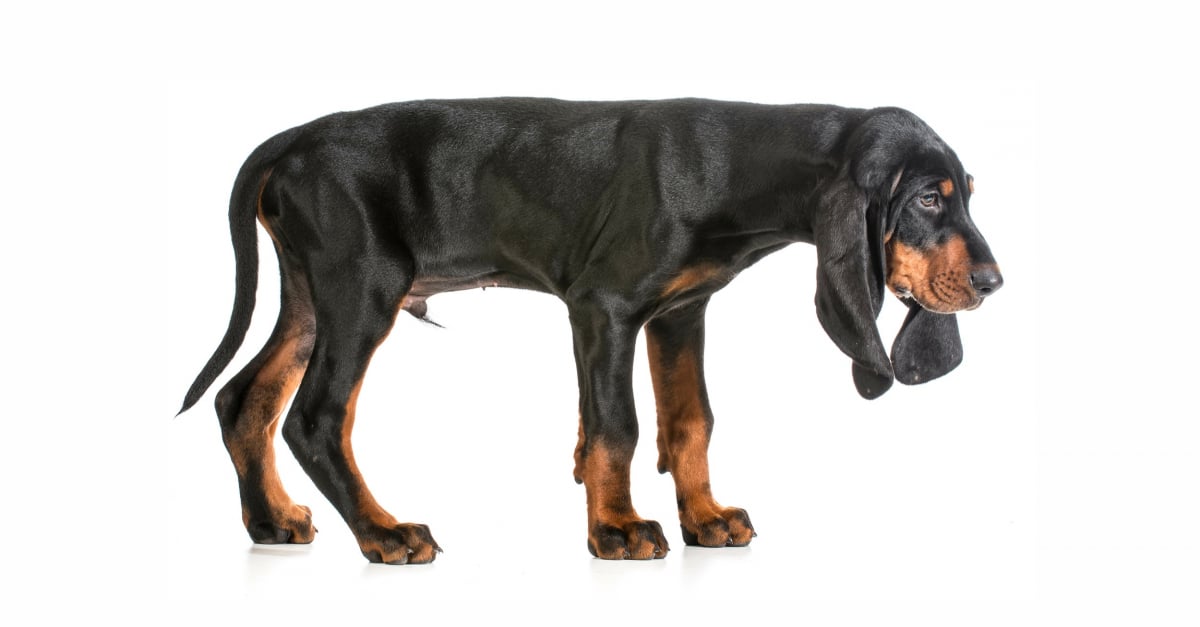 Black and Tan Coonhound : caractère, santé, alimentation, prix et entretien