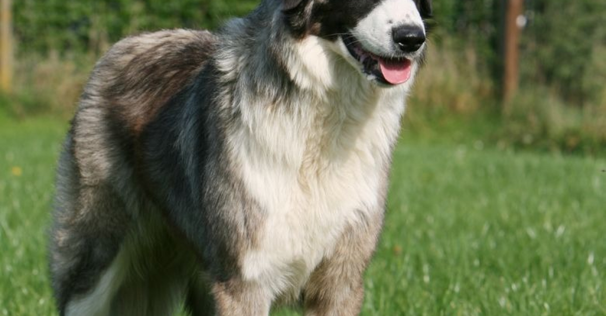 Photos Chien de Berger Roumain des Carpathes chiots - Woopets