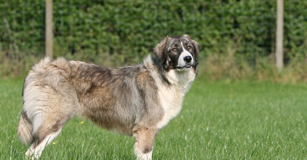 Chien de Berger Roumain des Carpathes : caractère, santé, alimentation ...