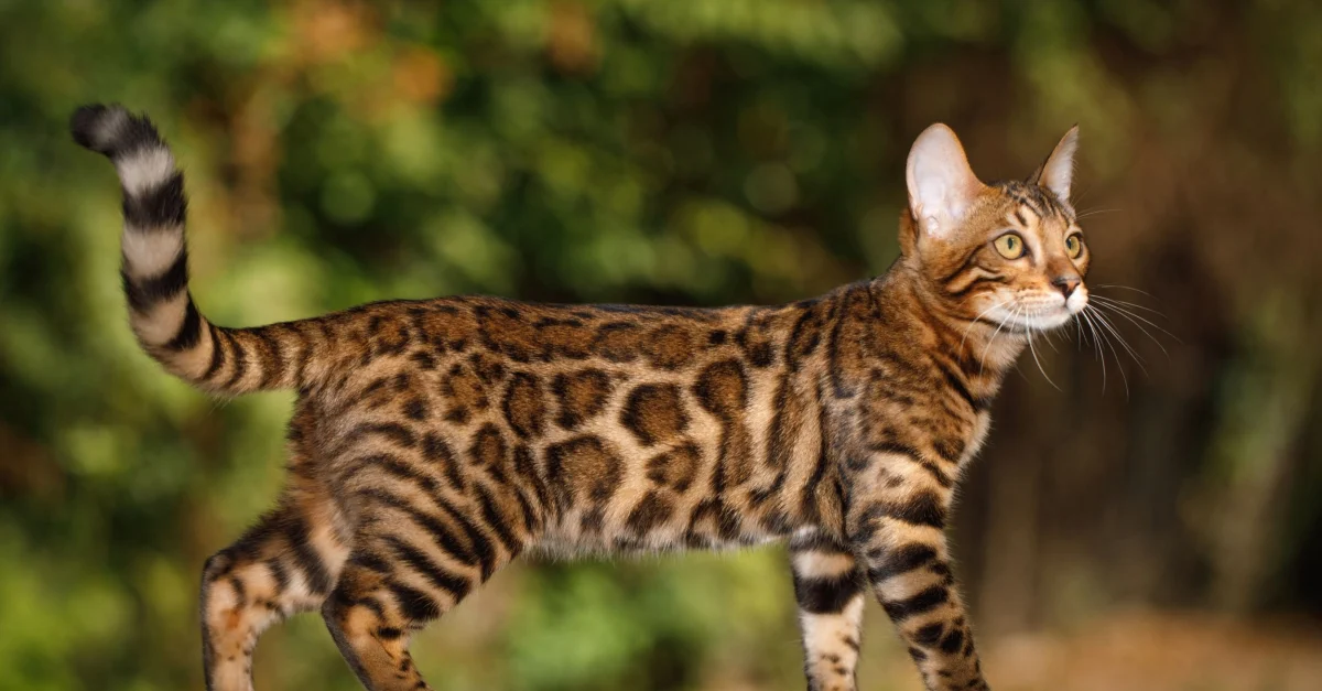 proposition Nominal Quel que soit prix du chat de bengal météore ... proposition Nominal Quel que soit prix du chat de bengal météore ...