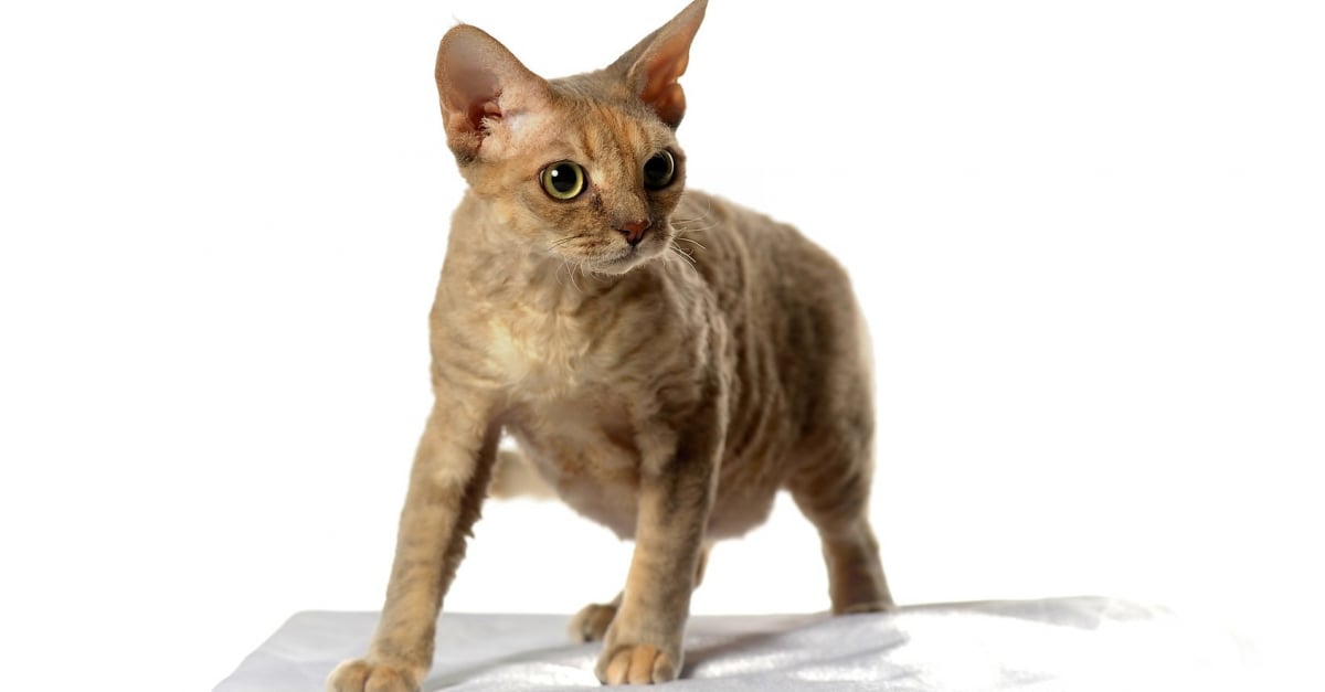 Devon Rex : caractère, santé, alimentation, prix et entretien