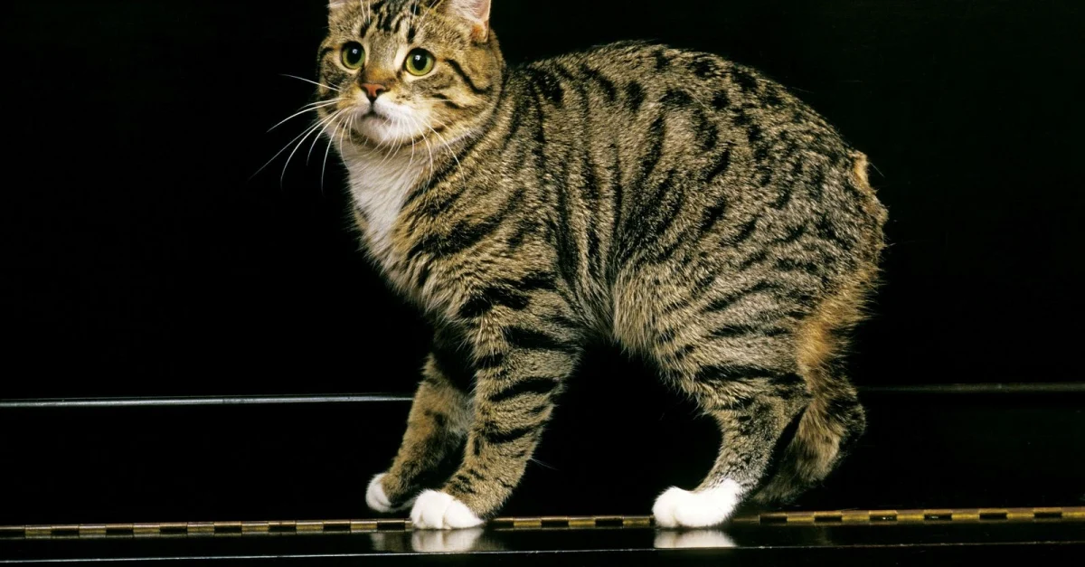 Manx : caractère, santé, alimentation, prix et entretien