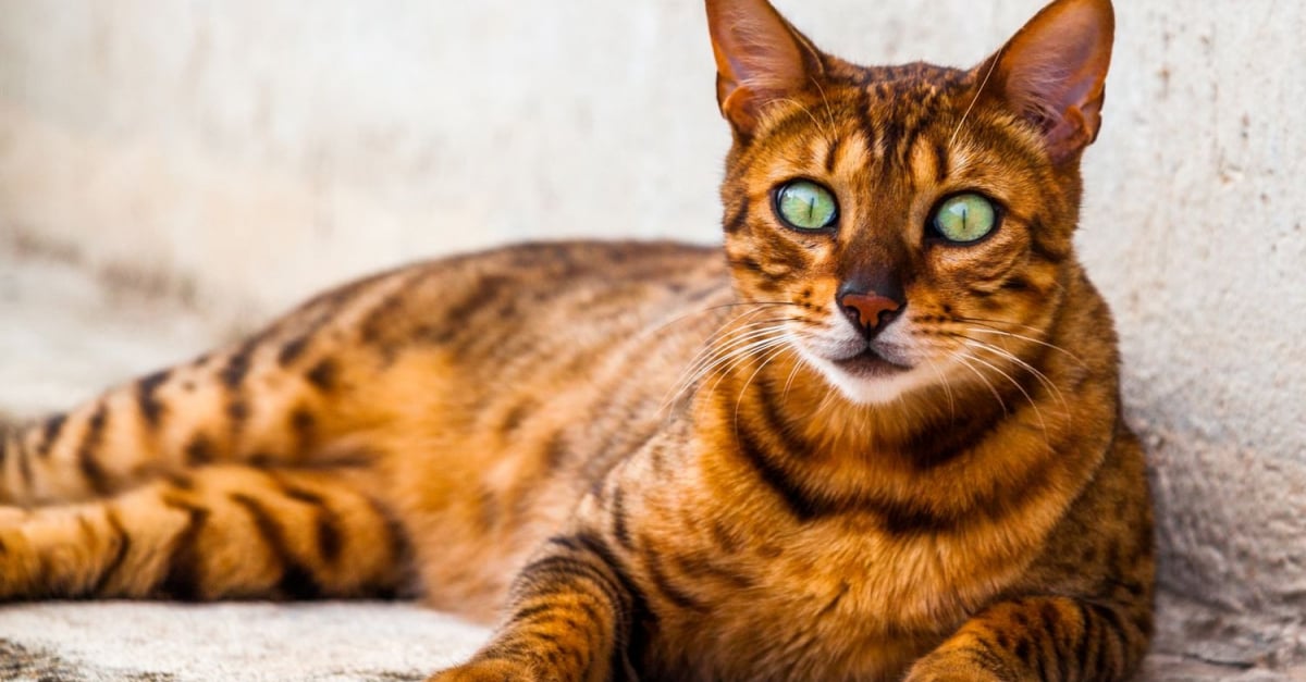 California Spangled : caractère, santé, alimentation, prix et entretien