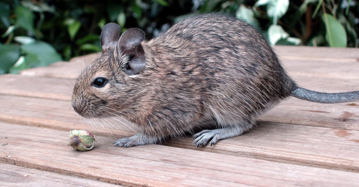Octodon : caractère, santé, alimentation, prix et entretien