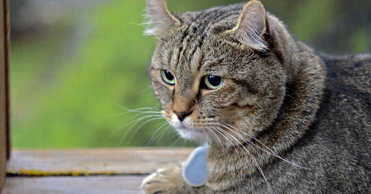 Highland Lynx : caractère, santé, alimentation, prix et entretien