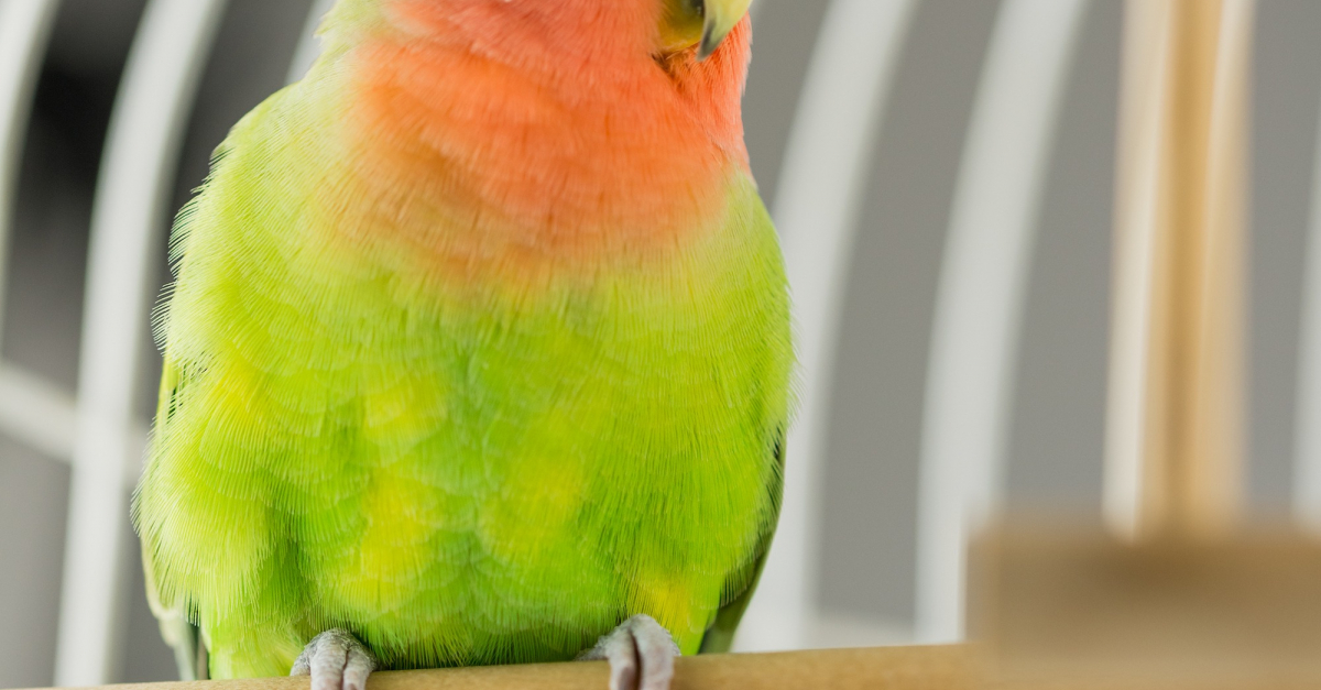 Inséparable à face rose : caractère, santé, alimentation, mode de vie ...