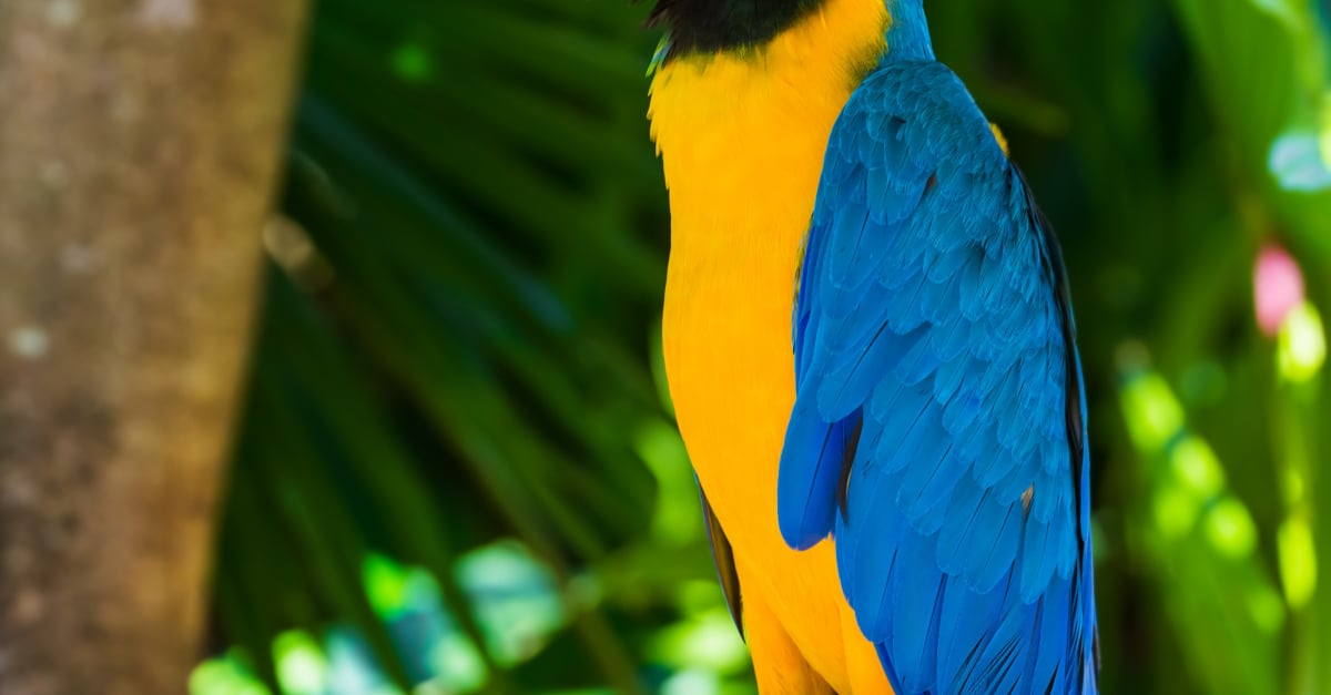 Ara bleu et jaune : caractère, santé, alimentation, mode de vie et ...