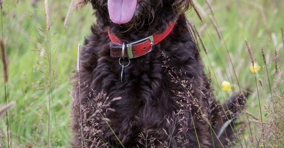 Photos Labradoodle chiots - Woopets