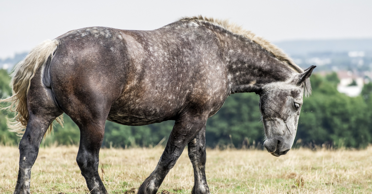 Percheron : histoire, origine, santé, élevage et utilisation