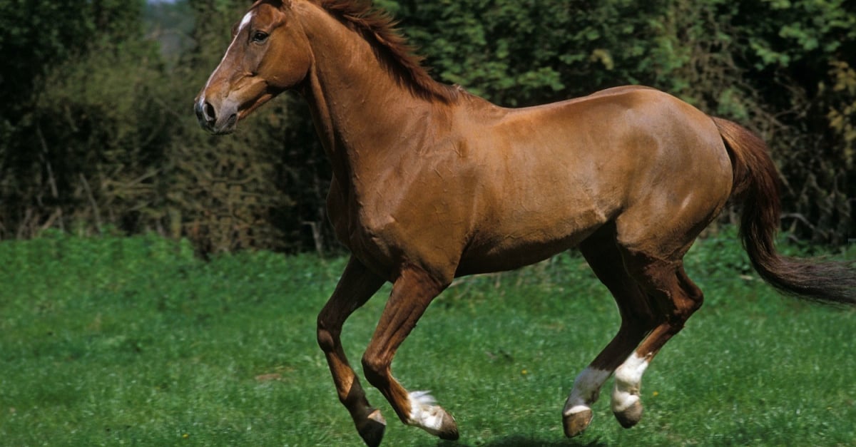 Anglo-Arabe : histoire, origine, santé, élevage et utilisation