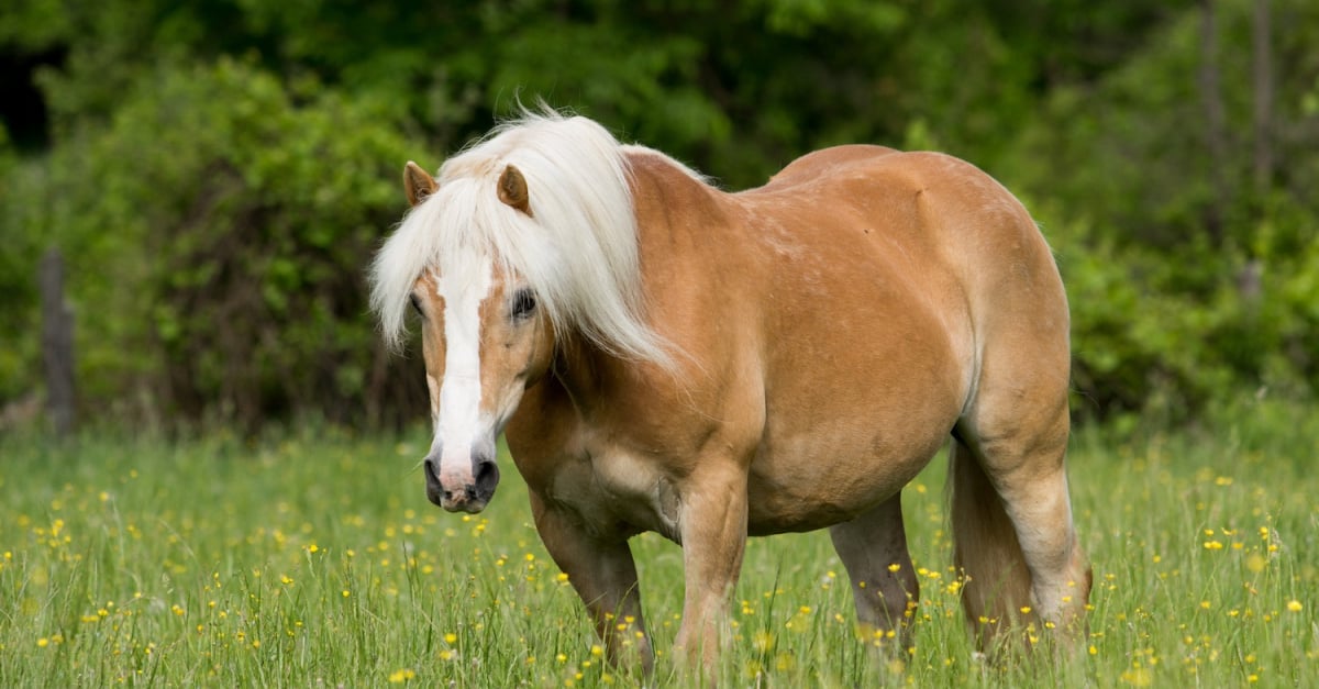 Haflinger : histoire, origine, santé, élevage et utilisation