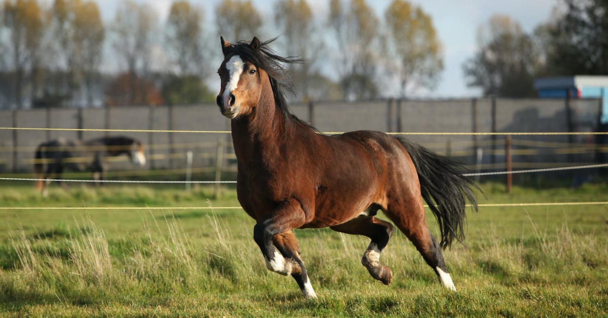 Welsh : histoire, origine, santé, élevage et utilisation