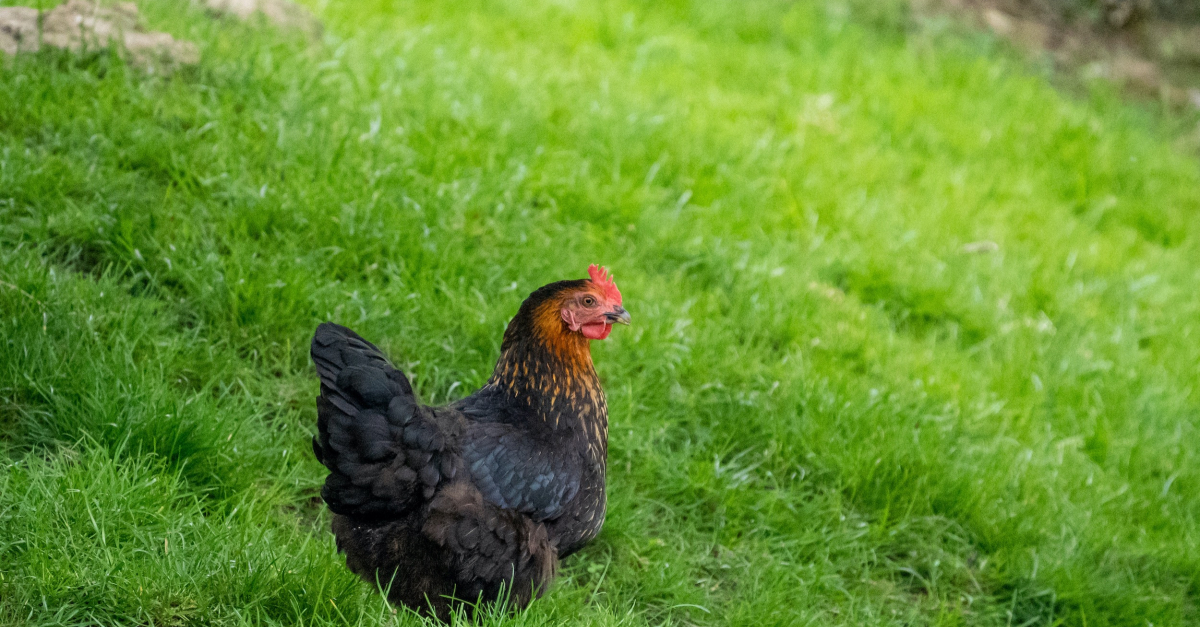 Poule Harco : caractère, santé, alimentation, lieu de vie et reproduction