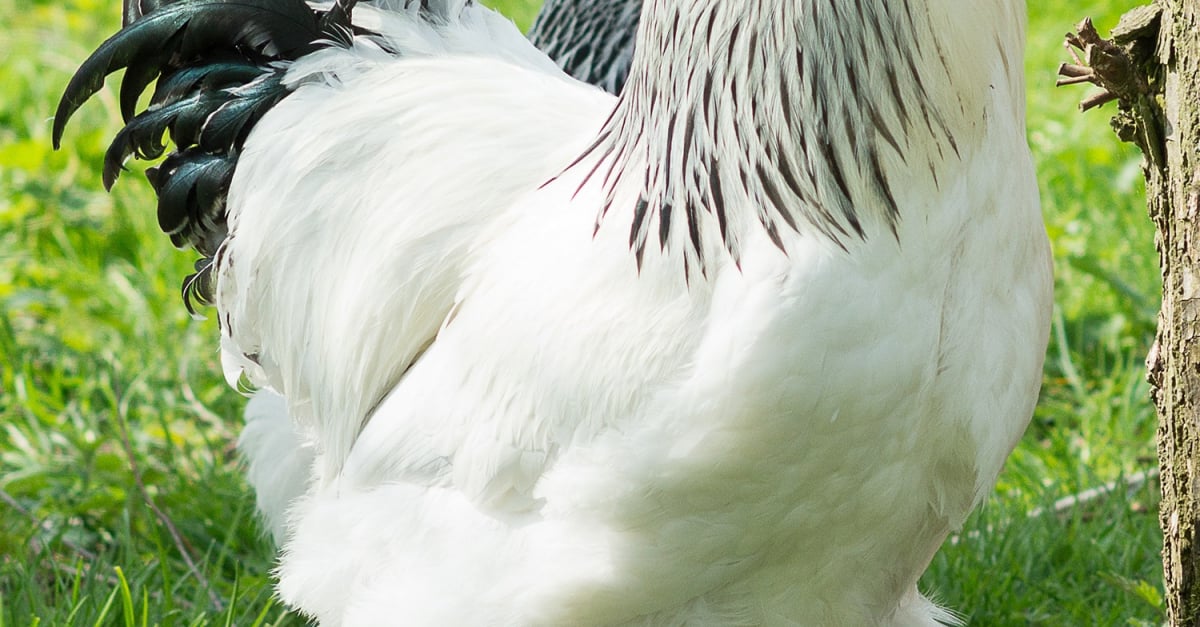 Poule Brahma : caractère, santé, alimentation, lieu de vie et reproduction