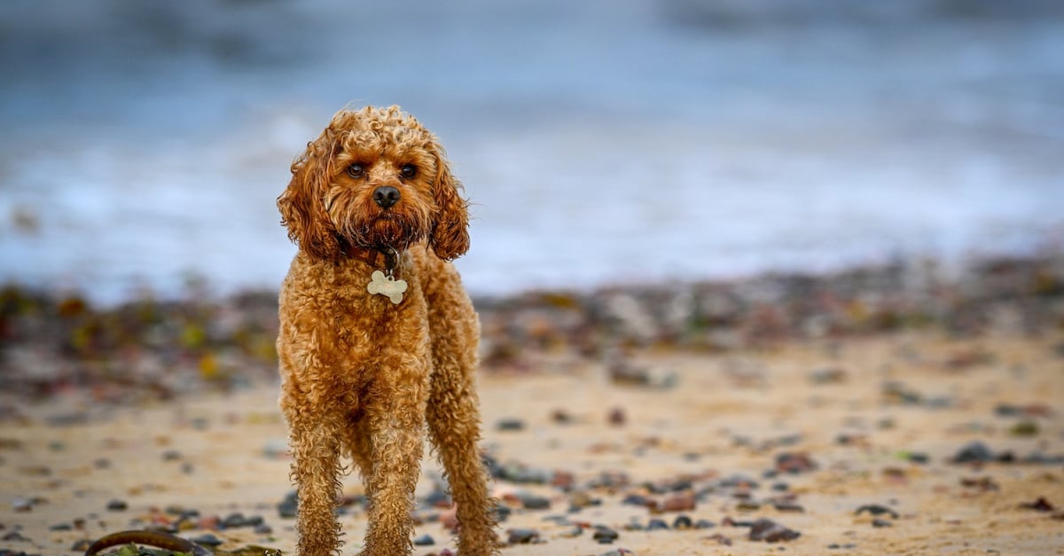 Cavapoo : caractère, santé, alimentation, prix et entretien